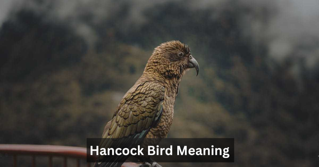Hancock Bird Meaning: Symbolism of Freedom and Adaptation